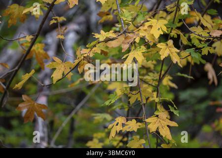 Forest Landscape, Valderejo Natural Park, Valdegovia, Alava, Basque ...