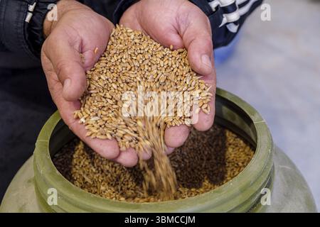 grass seeds in the hands, Santi Tur farmer, Formentera, Pitiusas ...