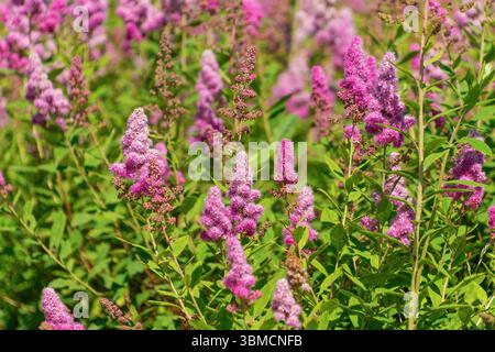 Purple Bridewort Flowers, Spirea Salicifolia Stock Photo - Alamy