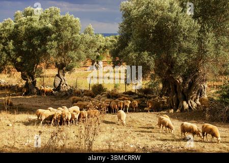 Sheep herd in the olive grove. Raixa, Biniatzar. Bunyola. Tramuntana ...