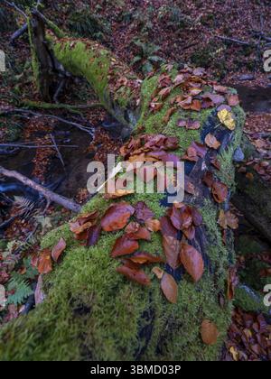 Discolored autumn leaves on a moss-covered tree stump, shallow depth of ...