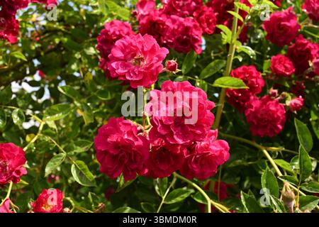 clusters of deep red semi double summer flowers of hybrid Wichurana ...