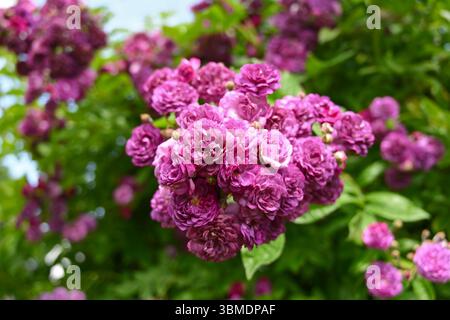 Purple summer multiflora rambling roses Rosa Rose-Marie Viaud in UK ...