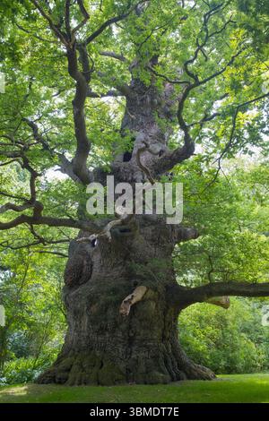 One of the oldest oak trees in England, Nonington, Kent Stock Photo - Alamy