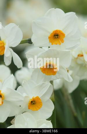 Narcisssus 'Geranium', an heirloom tazetta daffodil with fragrant ...