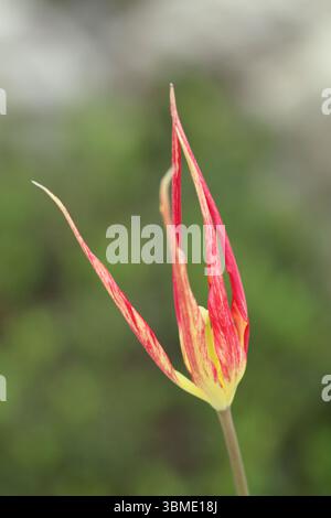 Tulip acuminata. Horned Tulip displaying characteristic yellow and red ...