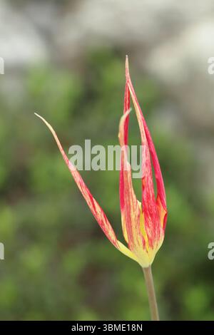 Tulip acuminata. Horned Tulip displaying characteristic yellow and red ...