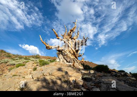 The iconic Bristlecone trees along the Discovery trail in Schulman ...