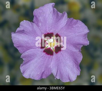 Shrub mallow (Hibiscus syriacus), Sharon rose, Syrian mallow, garden ...