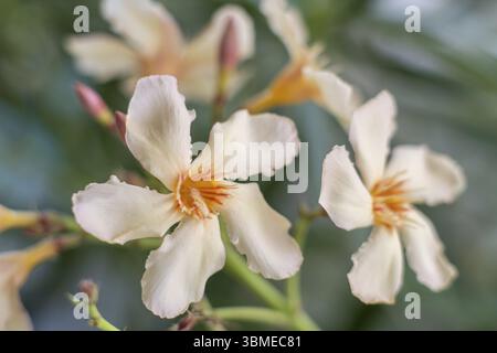 Flower of the Oleander (Nerium oleander), Germany, Europe Stock Photo ...