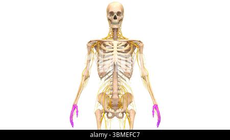 Human Skeleton System Pam Hand Bone Joints Anatomy Stock Photo - Alamy