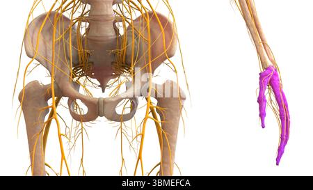 Human Skeleton System Pam Hand Bone Joints Anatomy Stock Photo - Alamy