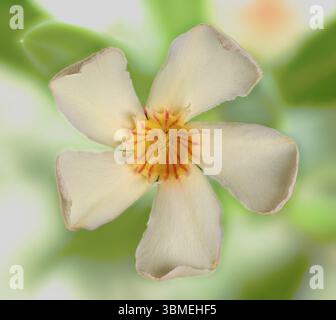 Flower of oleander (Nerium oleander), macro photo, studio photo ...