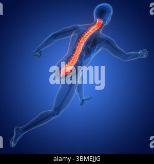 Spinal Cord Vertebral Column Lumbar Vertebrae of Human Skeleton System ...