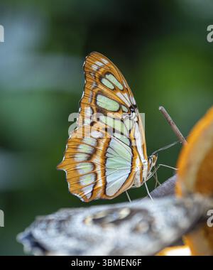 Spotted butterfly (Nymphalinae) in the Butterfly House on Mainau Island ...