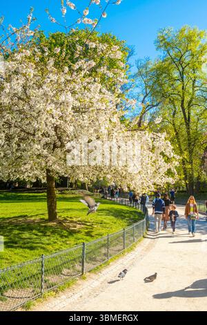 France, Paris, Parc Monceau and a cherry tree in bloom Stock Photo - Alamy