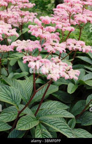 Rodgersia pinnata 'Chocolate Wing'. Rodgersia Chocolate Wing displaying ...