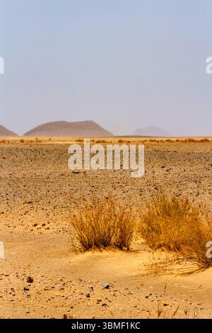The hamada desert near Ouarzazate. Morocco Stock Photo - Alamy