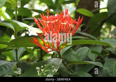Red Ixora coccinea. Red Flowers like a Bouquet in a Garden Stock Photo ...