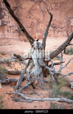 dead tree in the desert in arches national park in the utah desert ...