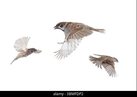 flying sparrows isolated on white background Stock Photo - Alamy