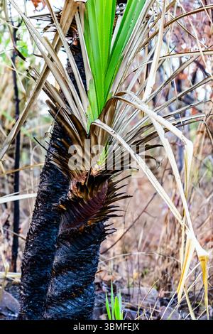 Blackened trunks and bright green new growth of spiral pandanus tree ...