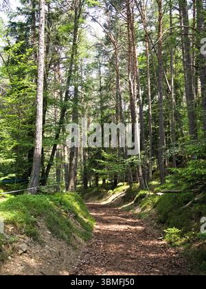 Path surrounded by dense green trees in a forest Stock Photo - Alamy