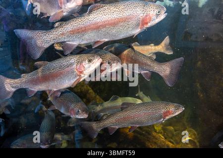 A school of rainbow trout in an aquatic water tank Stock Photo - Alamy