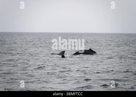 Humpback whales are partially submerged in the ocean, with their dark ...