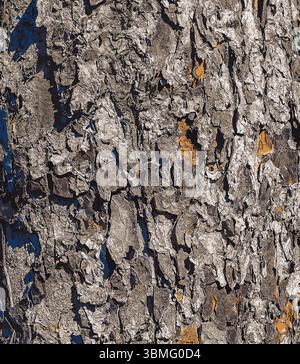 Vector illustration of Rowan bark close-up. The texture of the trunk of ...