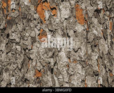 Vector illustration of Rowan bark close-up. The texture of the trunk of ...