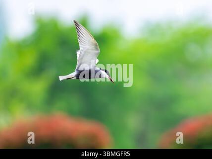 Whiskered tern, Chlidonias hybrida, in flight at the breeding site ...