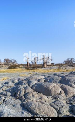 African baobab (Adansonia digitata), several trees at sunrise, sun star ...