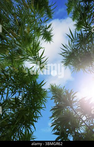 Green ripe hemp stalks on blue cloudy sky background low angle wide ...