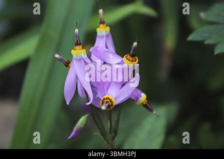 Macro view of the flowers on a Shooting Star Plant Stock Photo - Alamy