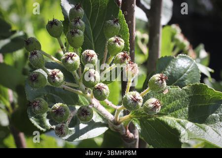 Closeup of green fuzzy viking chokecherry berries Stock Photo - Alamy