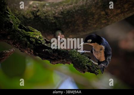 The blue nuthatch (Sitta azurea) is a species of bird Stock Photo - Alamy