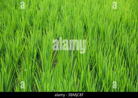Rice plants ripening in paddy field, closeup Stock Photo - Alamy