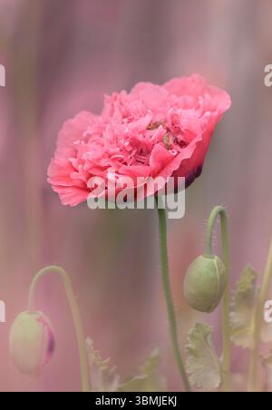 Pink giant double poppy flower Stock Photo - Alamy