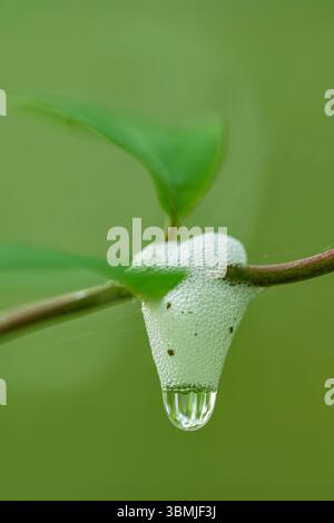 Macro image of Cuckoo spit on young honeysuckle stem, which is the ...