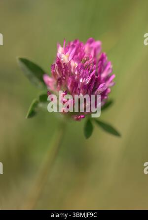 Clover Flowers in the field background. Blooming medicinal wild herb ...