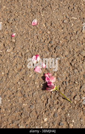 Pink rose and fallen petals on a white background Stock Photo - Alamy