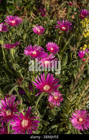 Vibrant pink ice plant flowers covering the Mediterranean coastline ...
