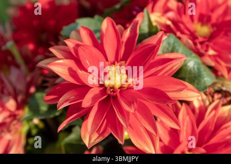 Dahlia Color Spectacle, Dahlia red colors grown in a garden. Creative ...