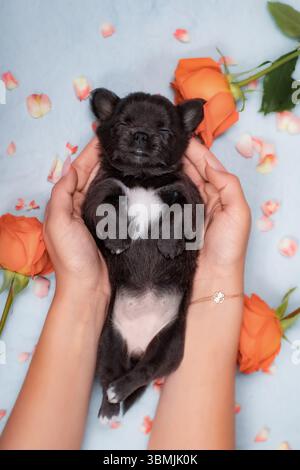 Newborn puppy sleeping on a blue blanket Stock Photo - Alamy