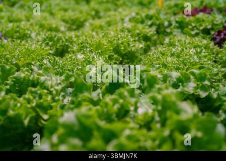 Smart hydroponic farm grows crisp lettuce without soil, pesticides ...
