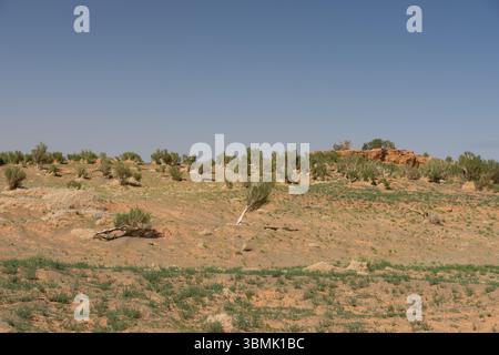 The saxaul tree, native to Central Asia, thrives in arid deserts. It ...