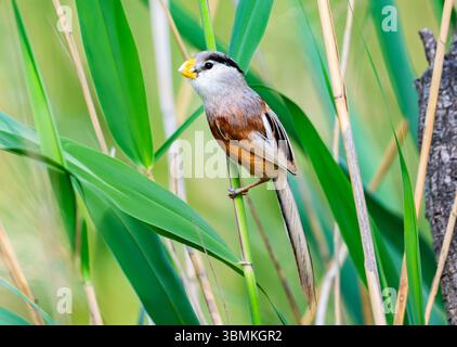 Reed parrotbill (Paradoxornis heudei Stock Photo - Alamy