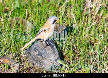 Bearded Reedling, Panurus biarmicus Stock Photo - Alamy