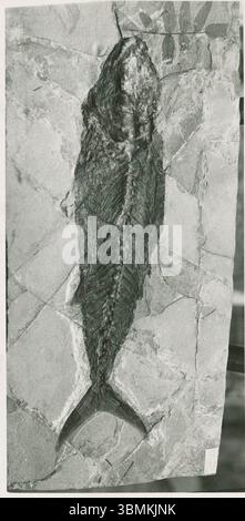 Verona Natural History Museum: fossil of a fish of the "Urolophus ...